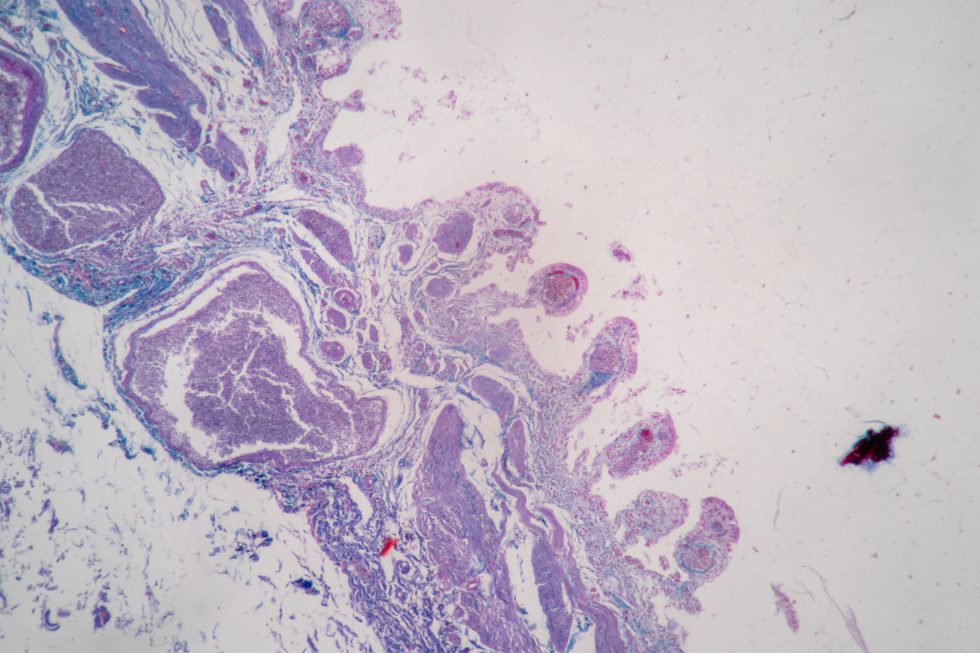 How Histology Works - CNA Scientific